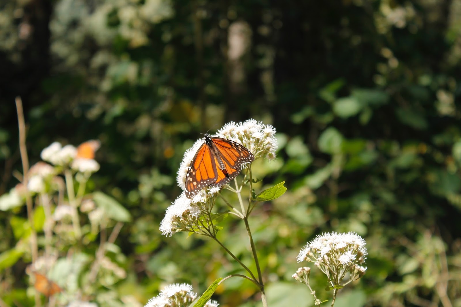 Teaching y Tacos: Mariposas