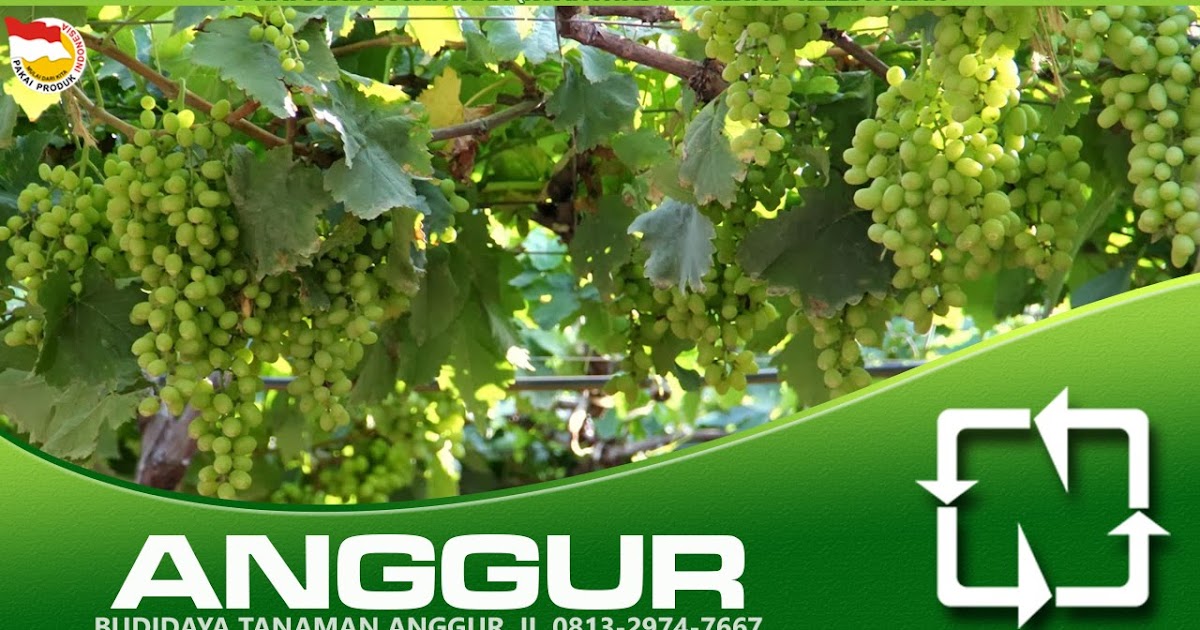 TEKNIS BUDIDAYA ANGGUR | DISTRIBUTOR PRODUK NASA PRABUMULIH | PALEMBANG ...