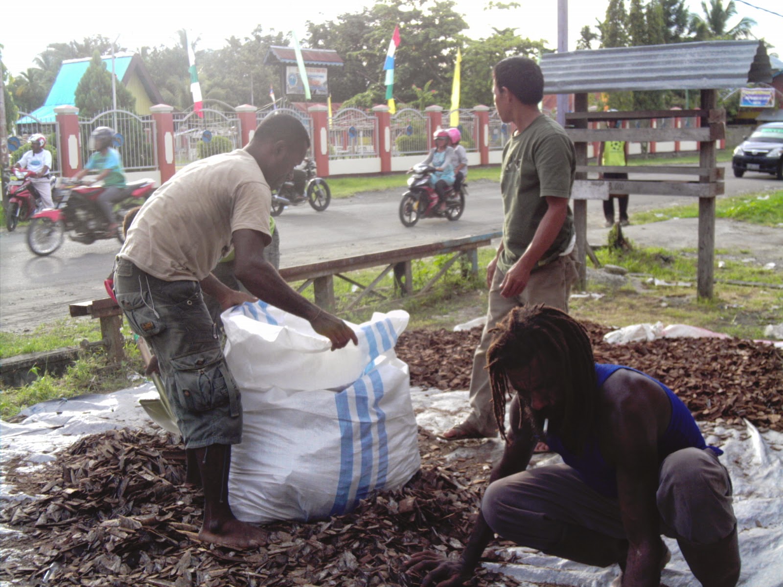 Ransun Group: PROSES PENGERINGAN KULIT KAYU MASSOIA (MASOHI) OLEH CV ...