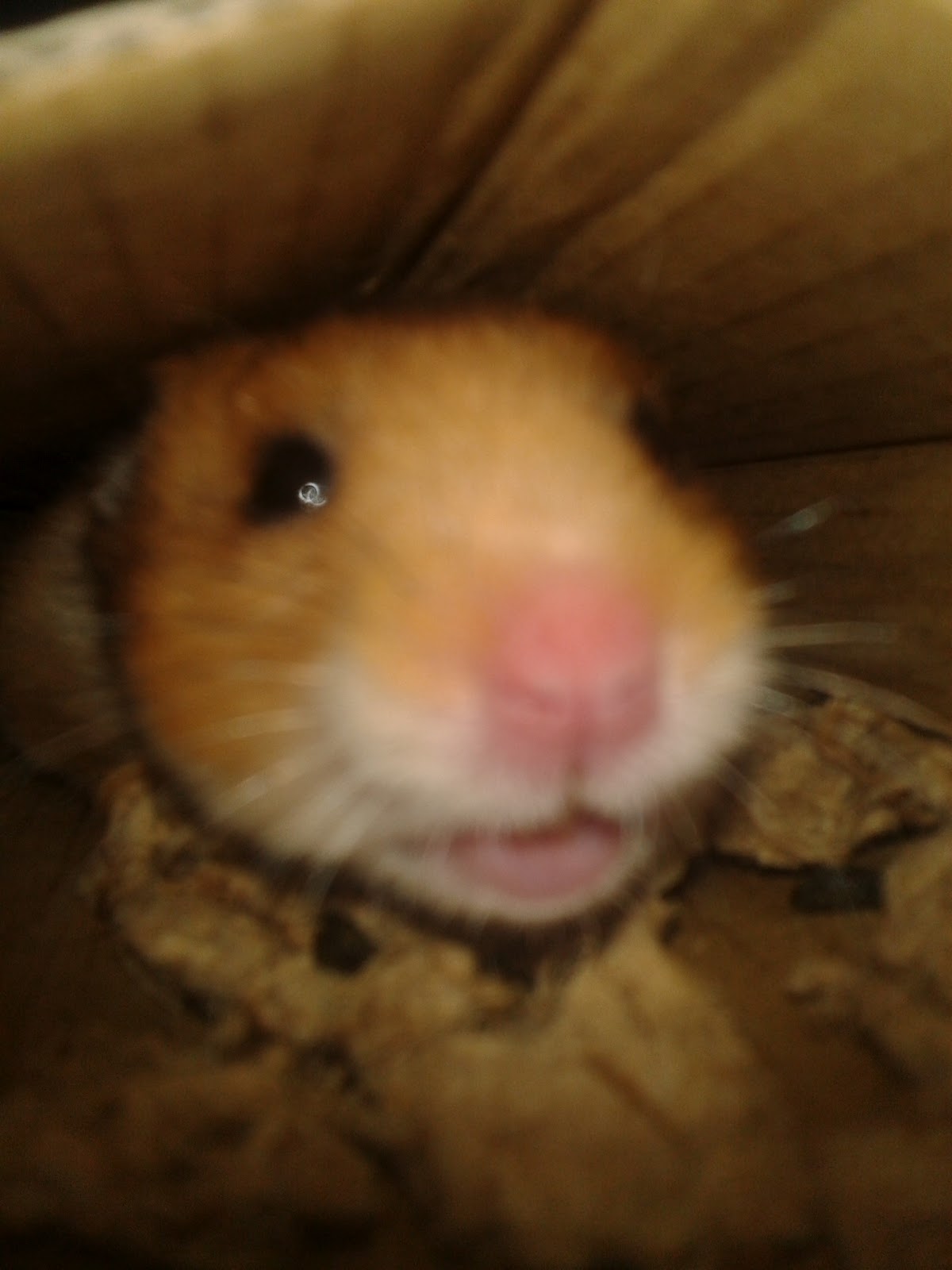 The life of one Dani G: Hamster Profile