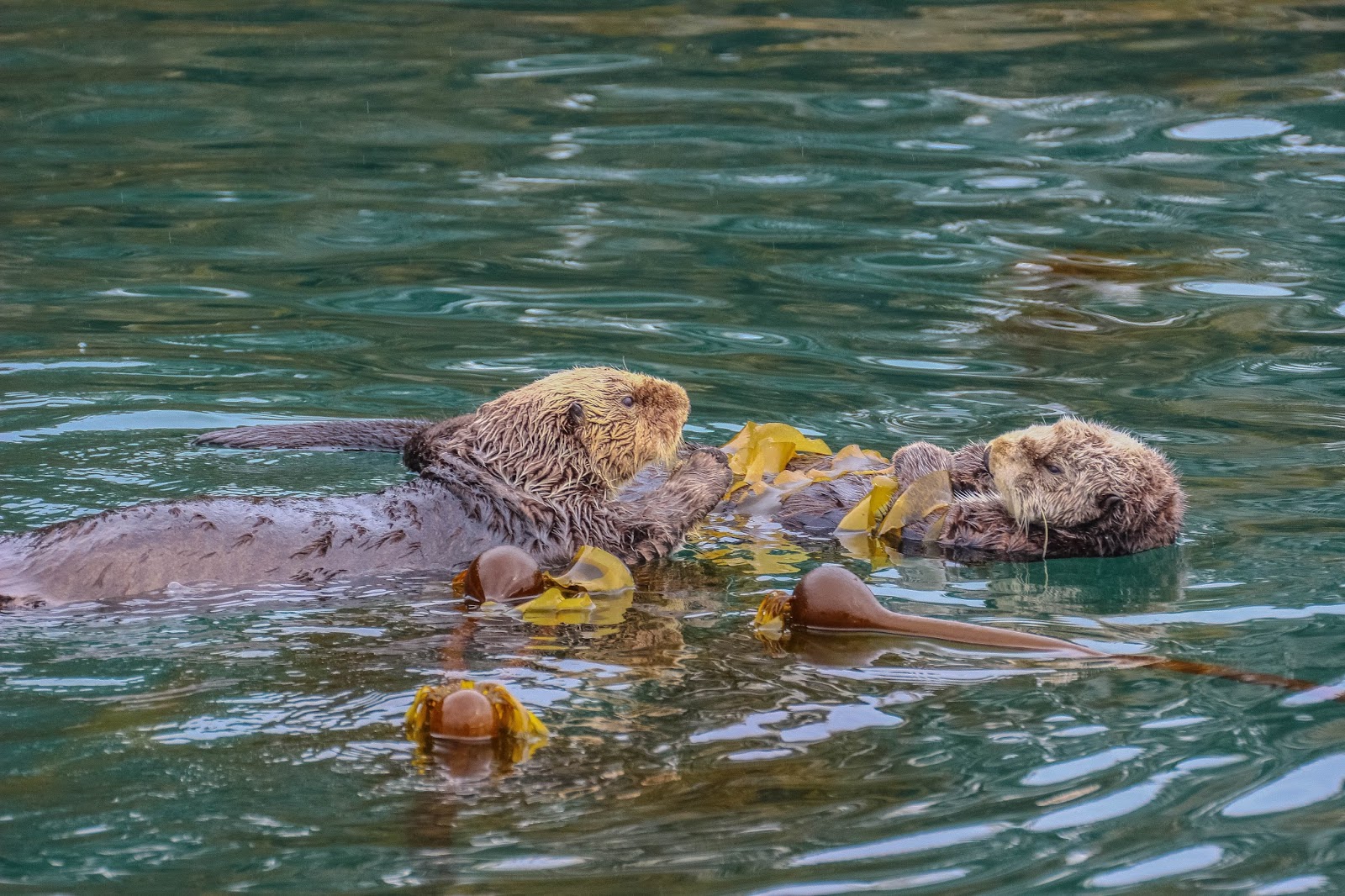 Cannundrums: Northern Sea Otter - Kenai Peninsula, Alaska
