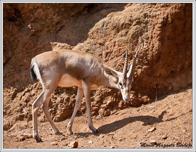 PERDIDO EN EL AMAZONAS: Gazella cuvieri (Gacela de cuvier, gacela de ...