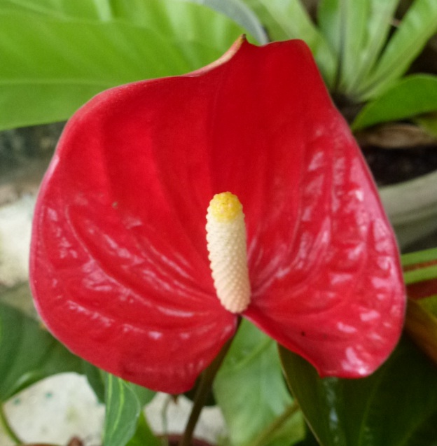 Greenfingers: Bunga Anthurium