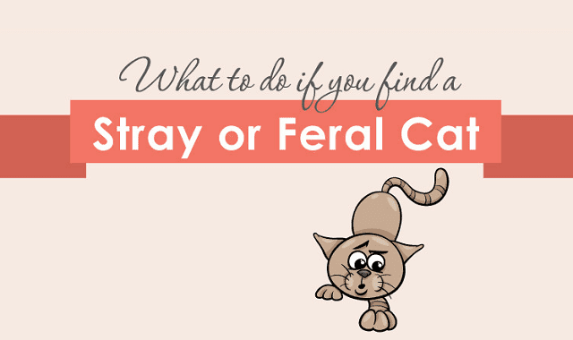 What to do if you Find a Stray or Feral Cat #infographic - Visualistan