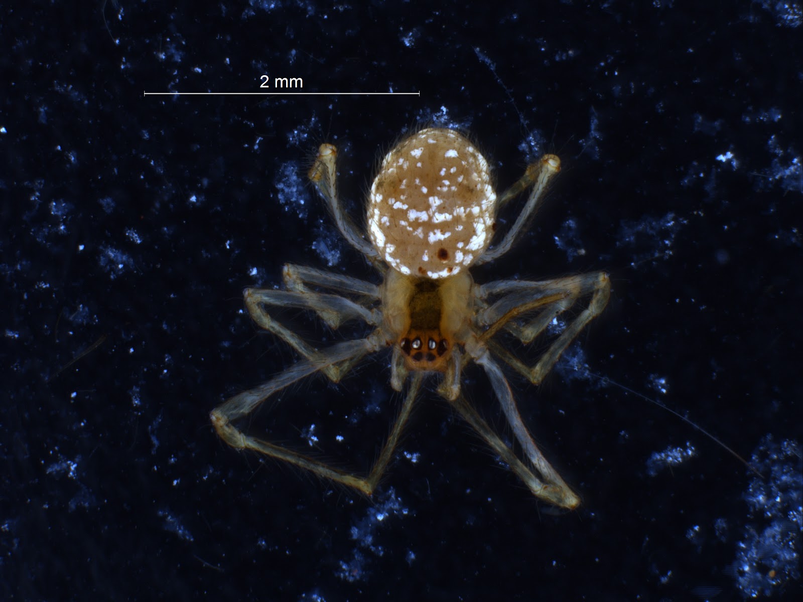 Quaoar Power Zoo: minute cobweb spider (Rugathodes sexpunctatus) - West ...