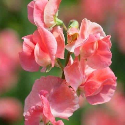 The Best Sweet Peas For Cutting ~ Caroline Plouff