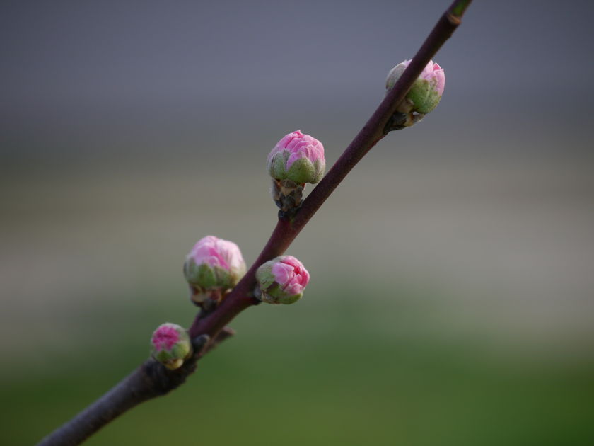 Andante Photography: Cute buds