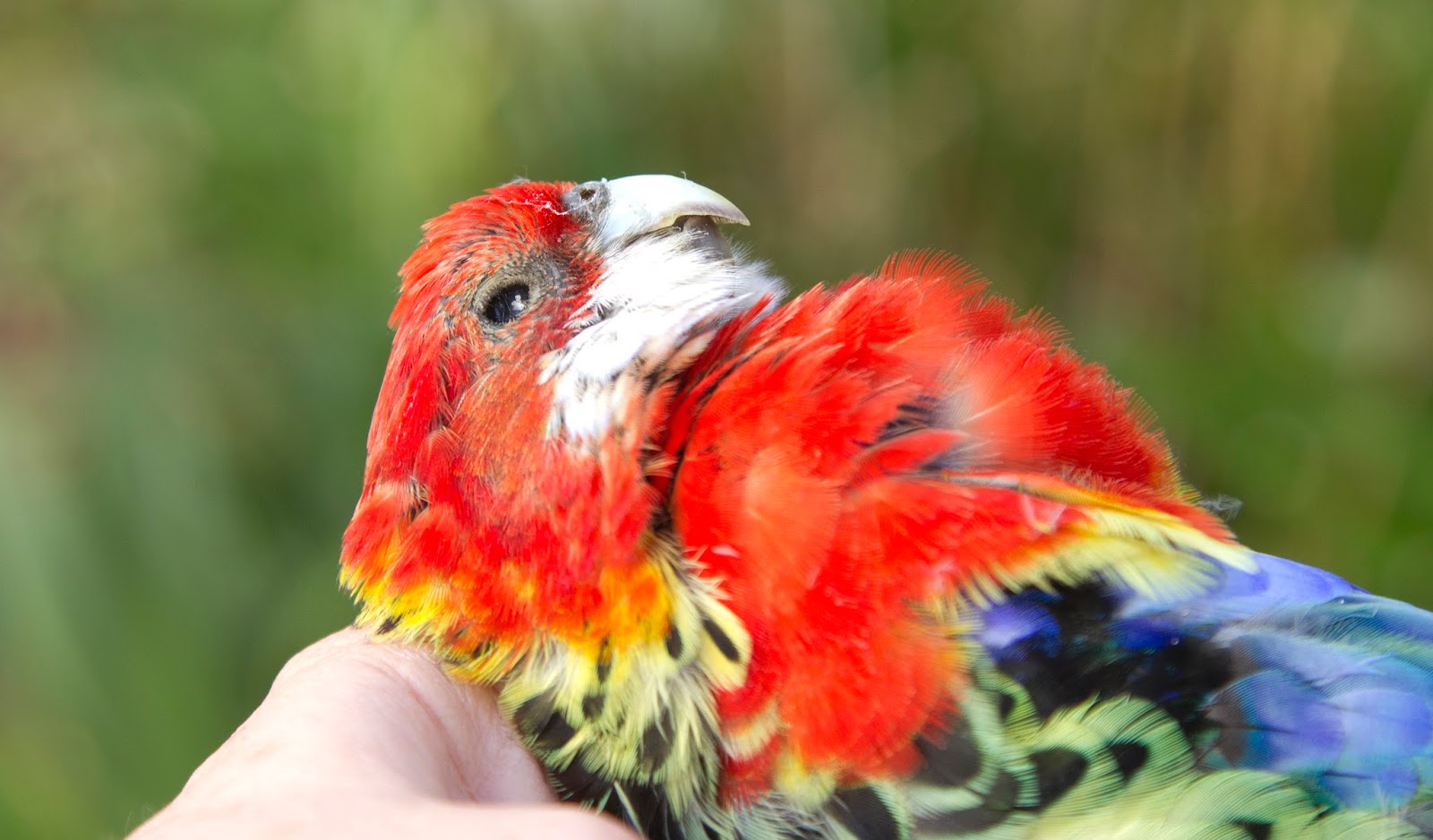 Rotorua Artist Janet Keen's Photography, Mosaics, Paintings & Writing ...