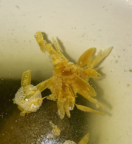 Creepy Dreadful Wonderful Parasites: Case of the Week 541