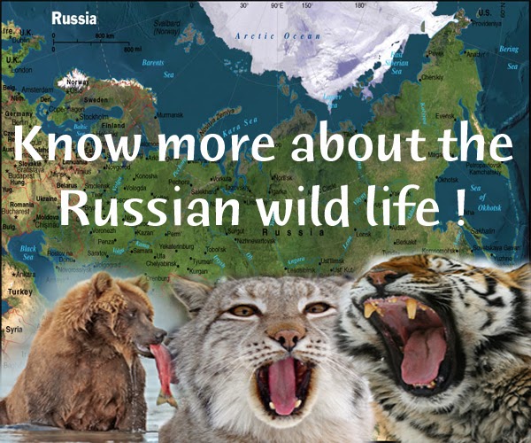 Know more about the Russian wildlife ! - Animal Info