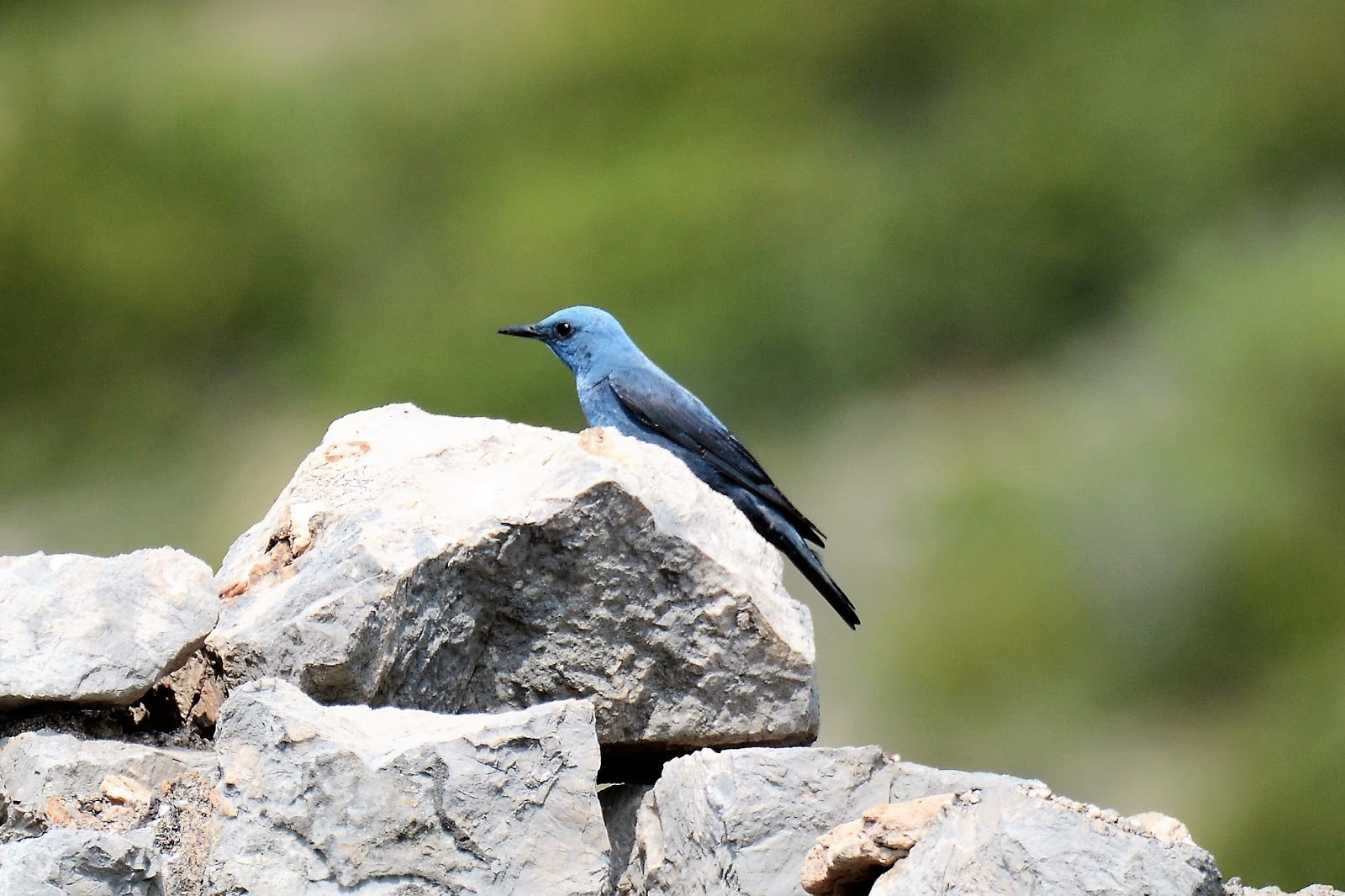 Probirder: Blue Rock Thrush