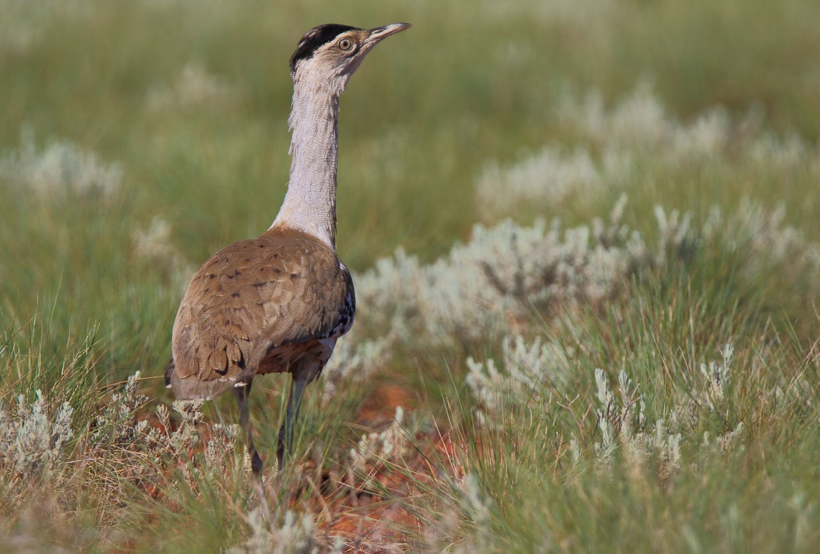 Richard Waring's Birds of Australia: Birds of Nyirripi