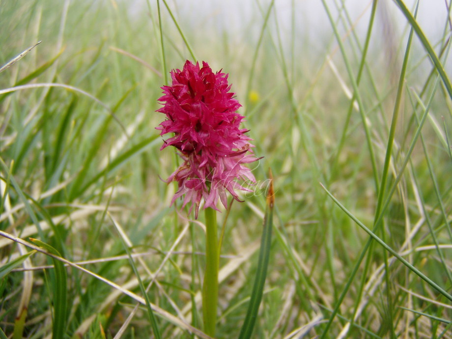AdrianaFlora: Sângele voinicului