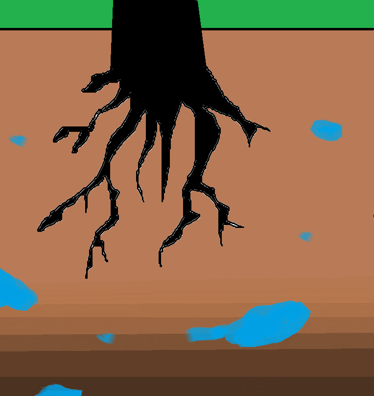 Planet Biologi: Fungsi Akar