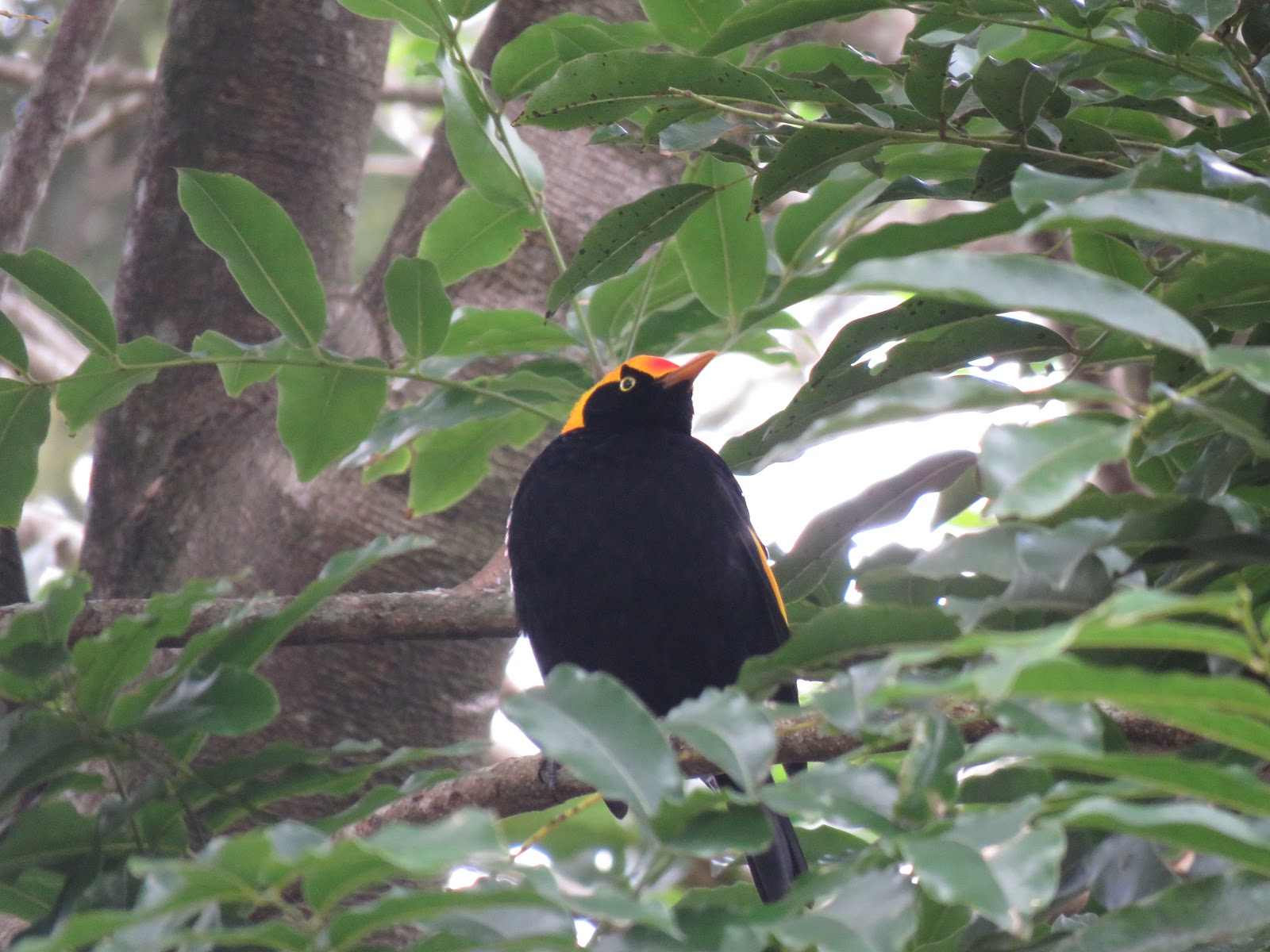 Bird & Travel Photos, Birding Sites, Bird Information: MALE REGENT ...