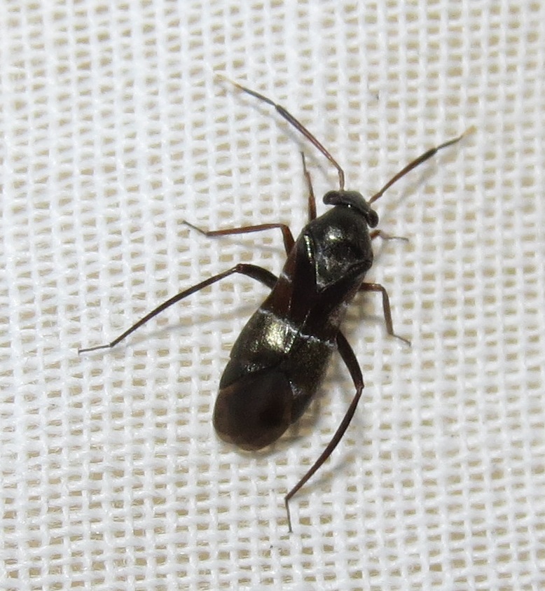 Bug Eric: My Kind of Fourth of July