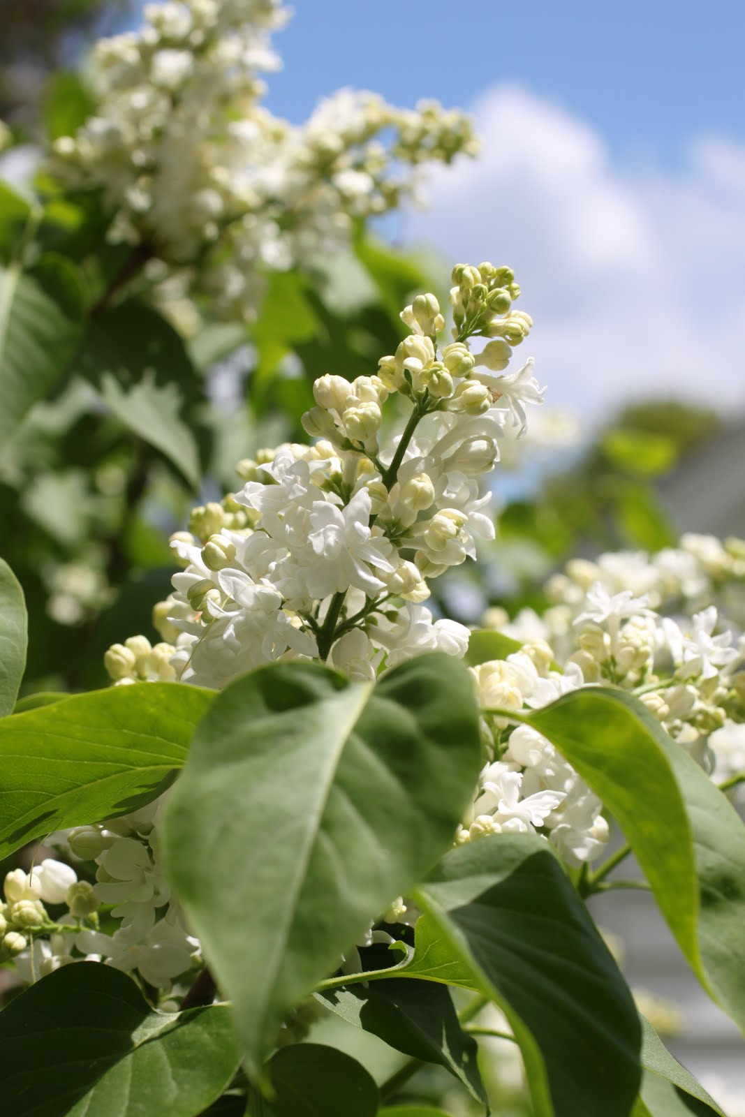 Reggie Darling: The Lilacs of Darlington