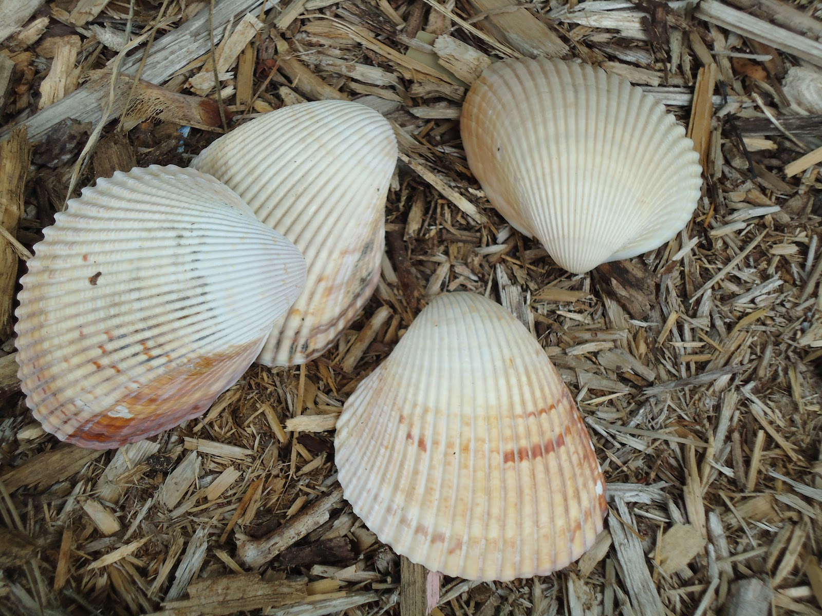 Fossils and the Flood: Fossil Evidence Points to Recent Creation