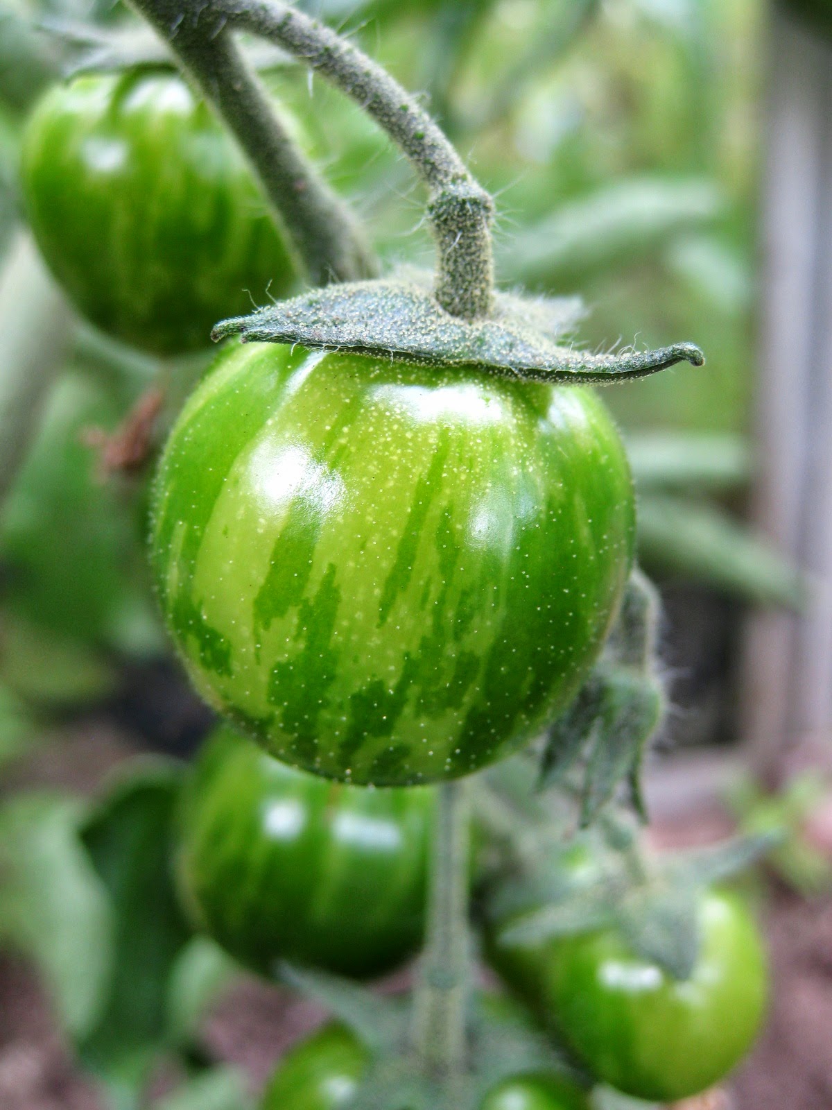 Mostly Tomato Mania: Tomato pictures