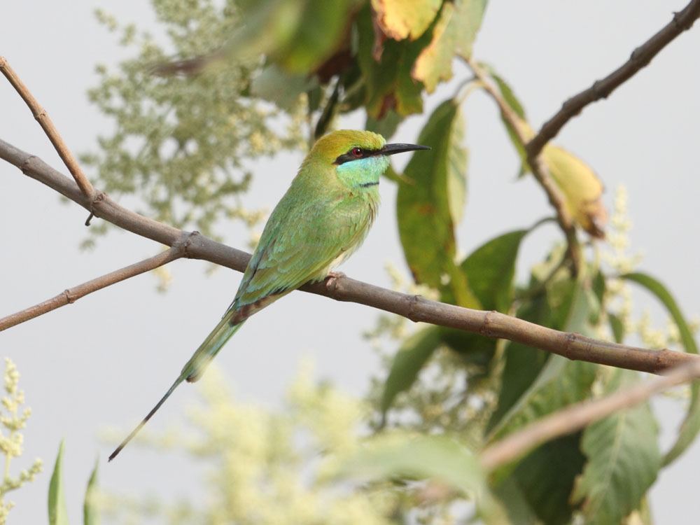 BIRDMAD: Travels in Nepal 2013 Part 3 - Chitwan Nature Reserve.