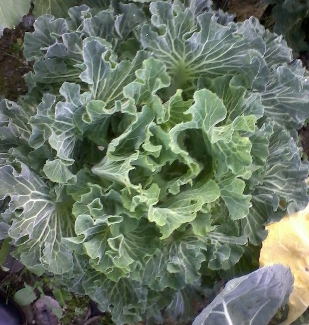 ECO CLUBE - Escola Básica de Alfena: PENCA ou COUVE TRONCHUDA ou COUVE ...