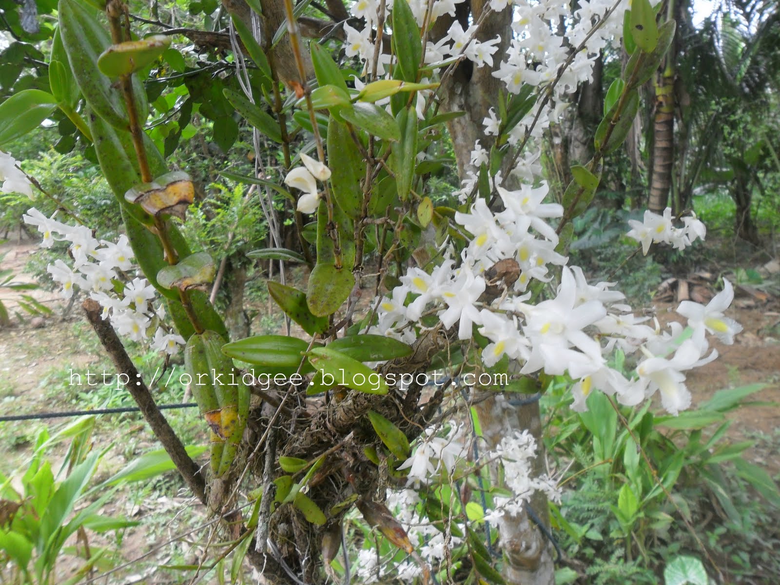 RIMBUNAN ORKID: orkid lagi.
