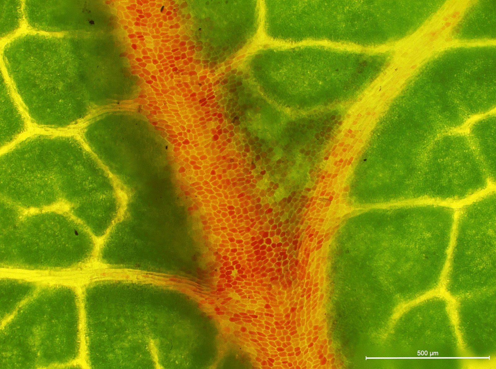 Scanning Electron Microscope Blog: Roses - More Beautiful Up Close