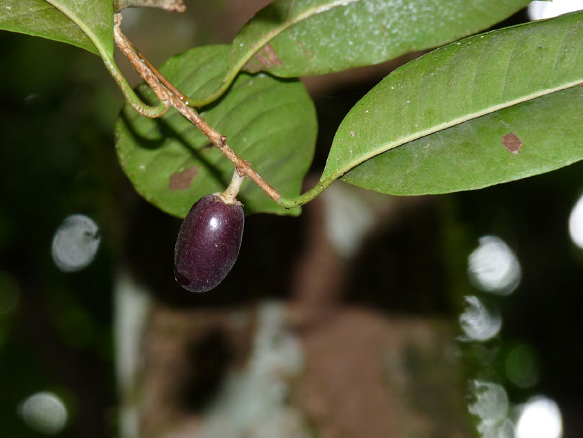 CAIMITO VERDE,LECHESILLO