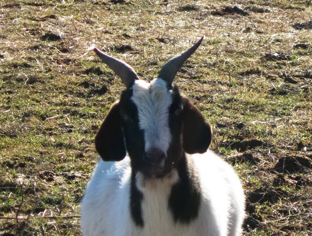 4R Ranch: Goat Horn Styles