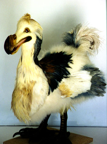 Dodo | The Life of Animals