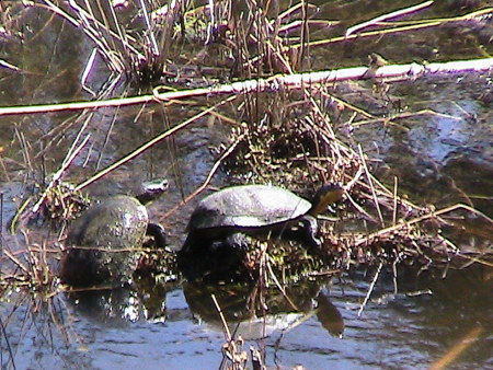 Beaver Dams, Ponds, Lodges and Ingenuity: Bob Arnebeck's Essays on ...
