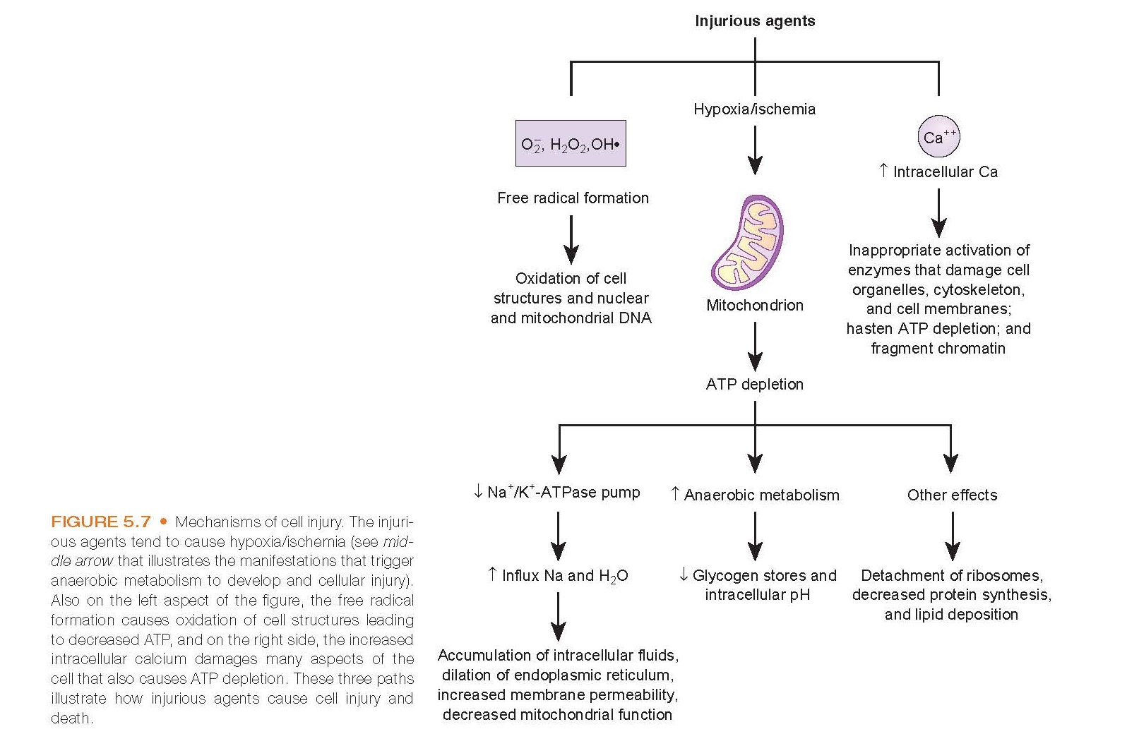 Mechanisms of Cell Injury - pediagenosis