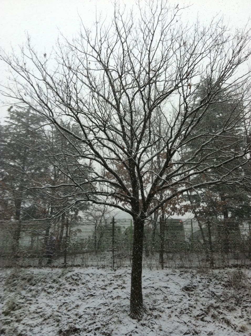 Doublecross in Daegu: Winter in Daegu