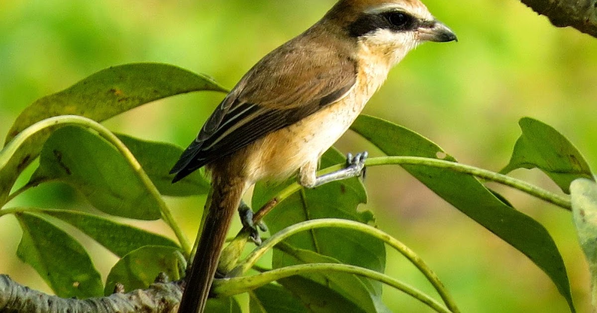 Brown Shrike - Lanius cristatus
