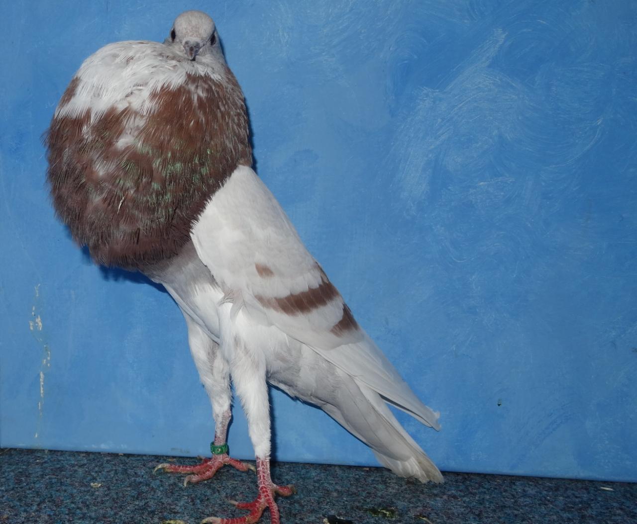 Norwich Cropper pigeons - Pigeons fall