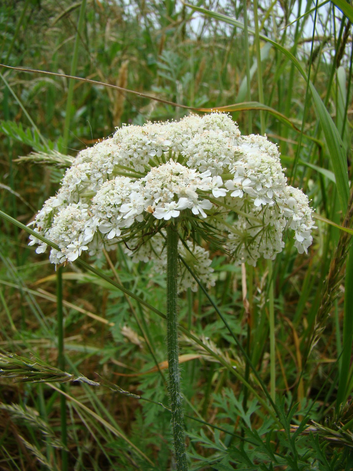 Leaves of Plants: Wild Carrot