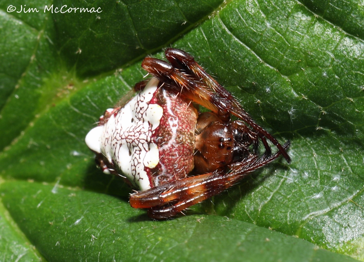 Ohio Birds and Biodiversity: Triangle-bearing Orbweaver