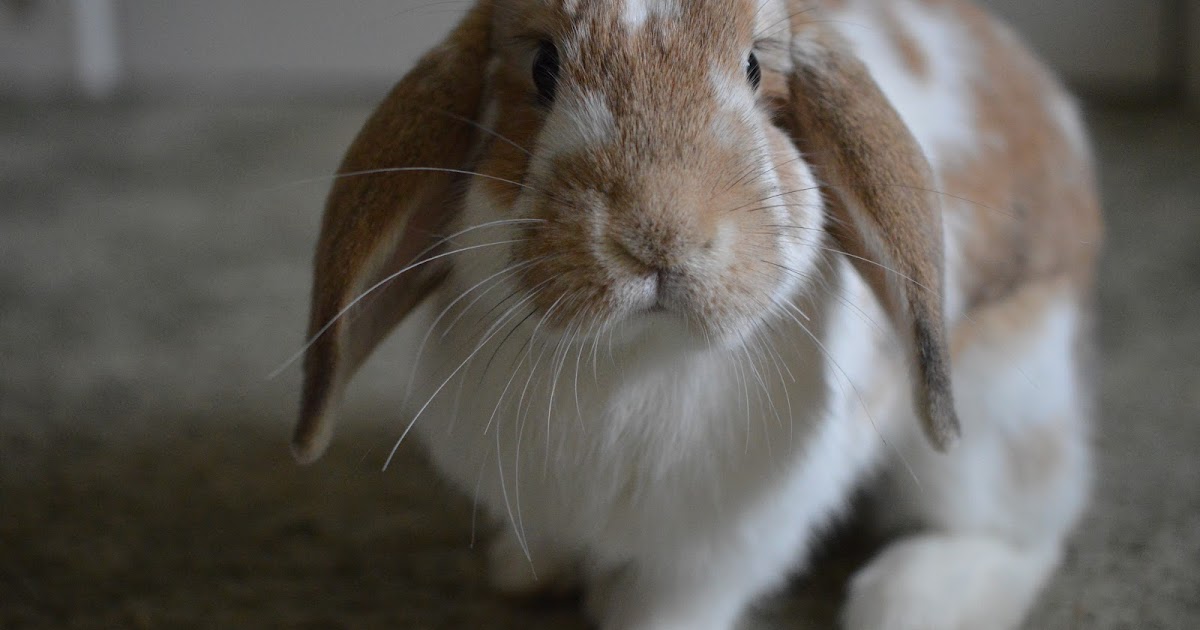 Camera Shy Rabbits: Free range rabbits (almost)