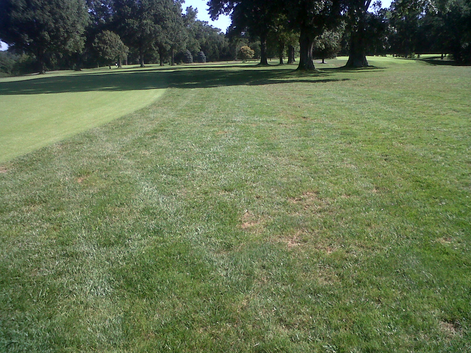 The Hyde Park Golf and Country Club Grounds Department: Turf Type Tall ...