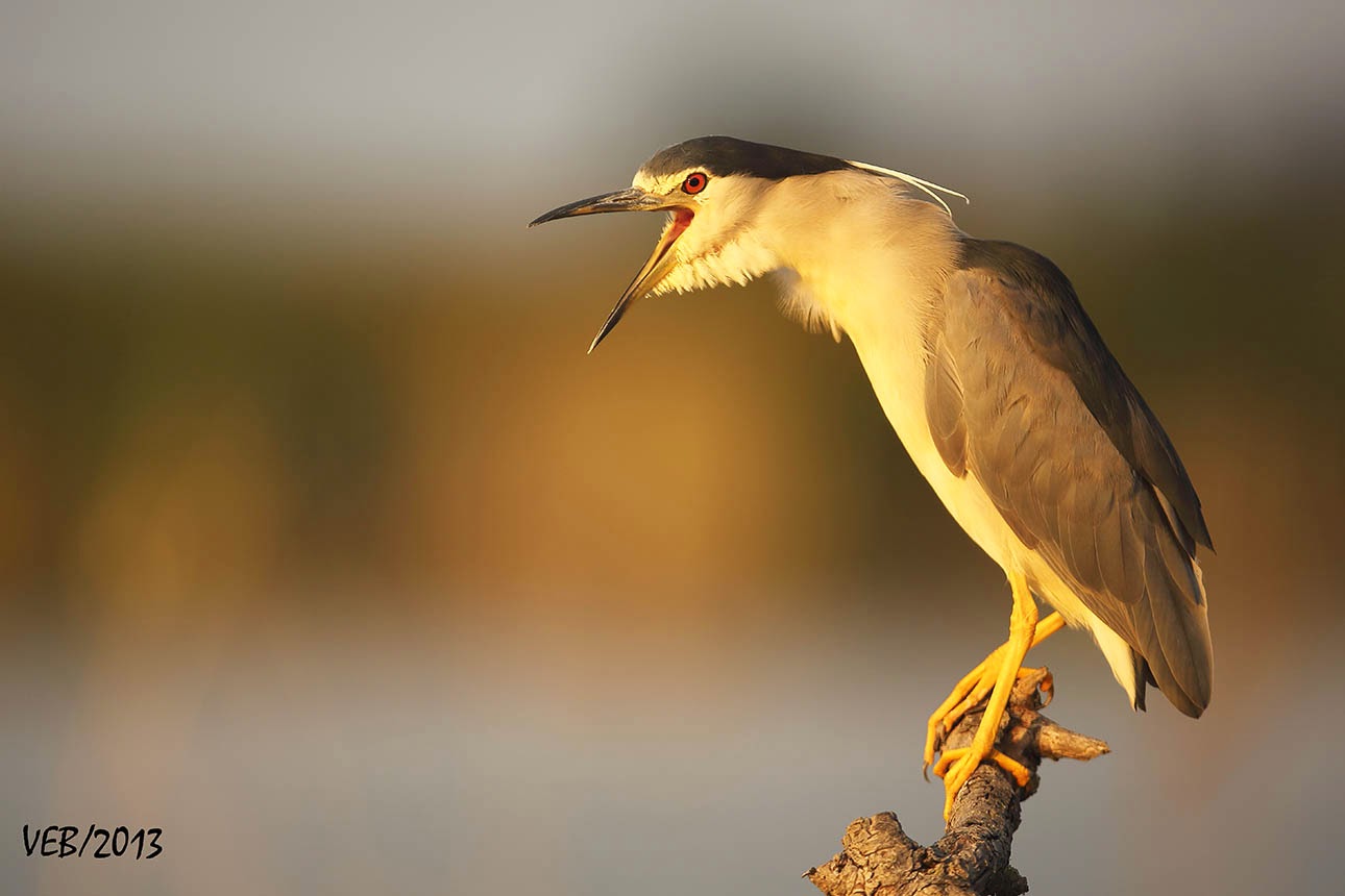 COLORS NATURALS: MARTINETE (MARTINET DE NIT)