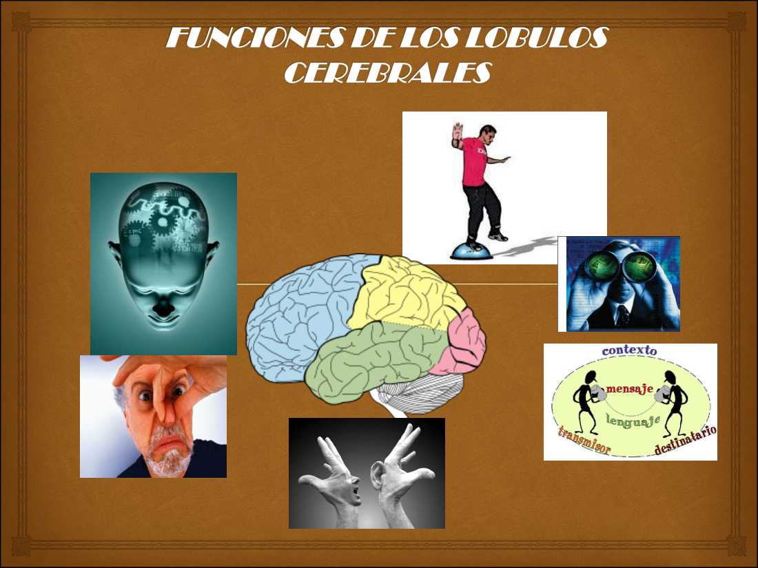 Ernesto Silva Garcia III-3 Facultad de Medicina UAS: Funciones de los ...