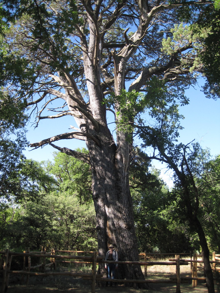 "Big Tree" Alligator Juniper
