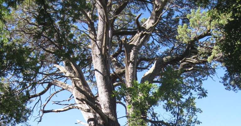 "Big Tree" Alligator Juniper
