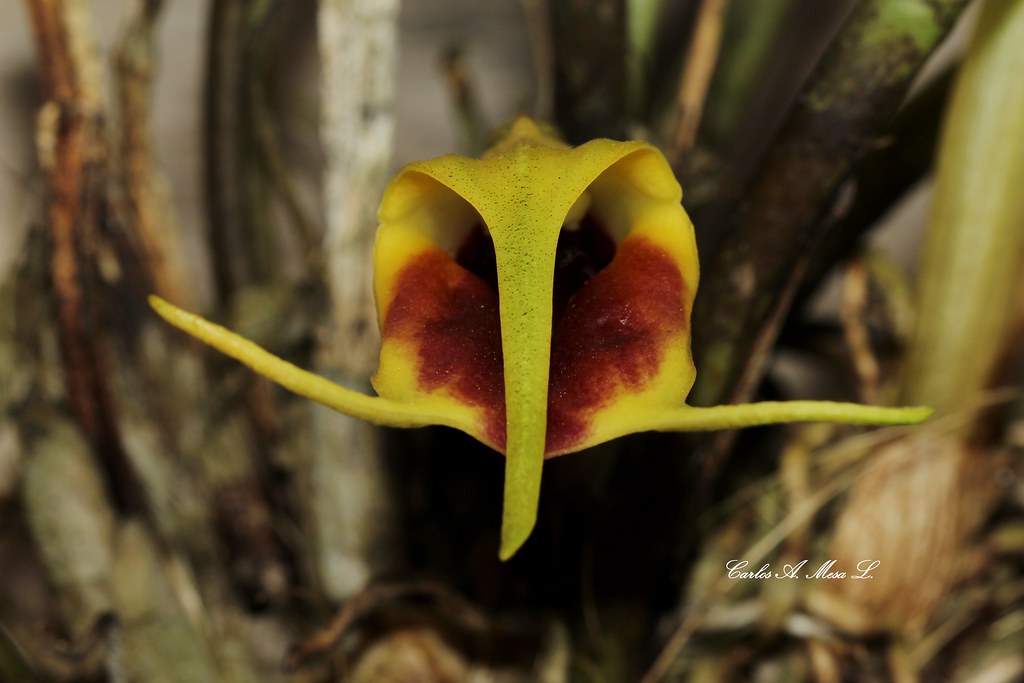 Masdevallia elephanticeps care and culture | Travaldo's blog