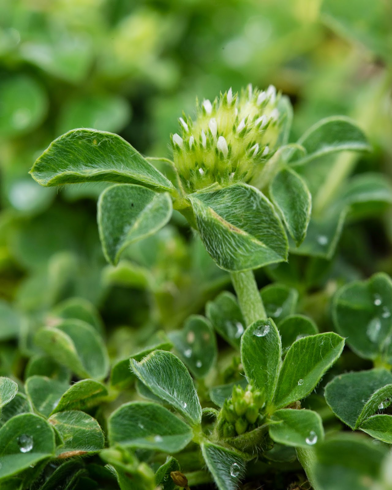 Mollyblobs and Paigles: Annual clovers at Ferry Meadows