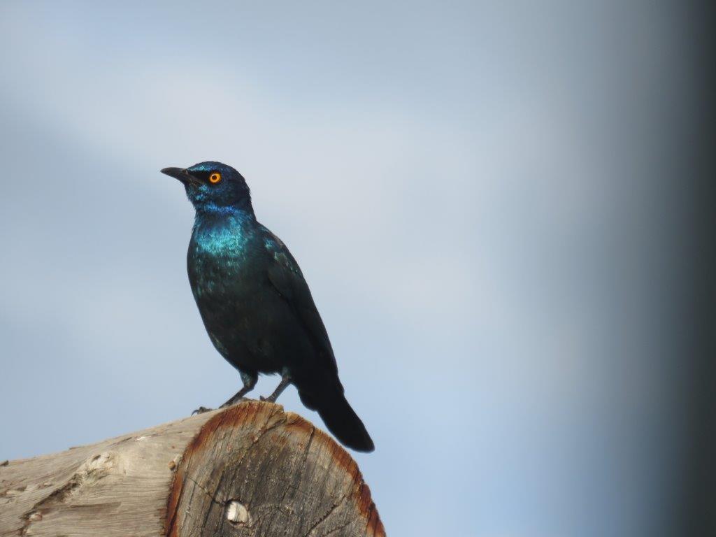 memorable meanders: Cape Glossy Starling