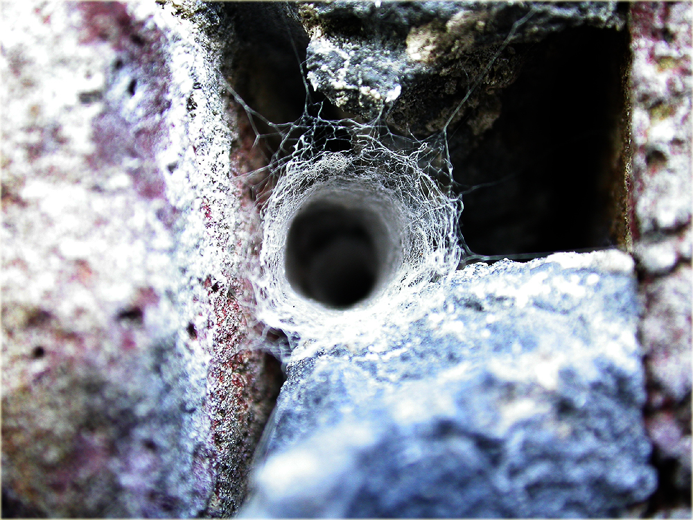 Arachnerds: Tube Web Spider - Segestria senoculata