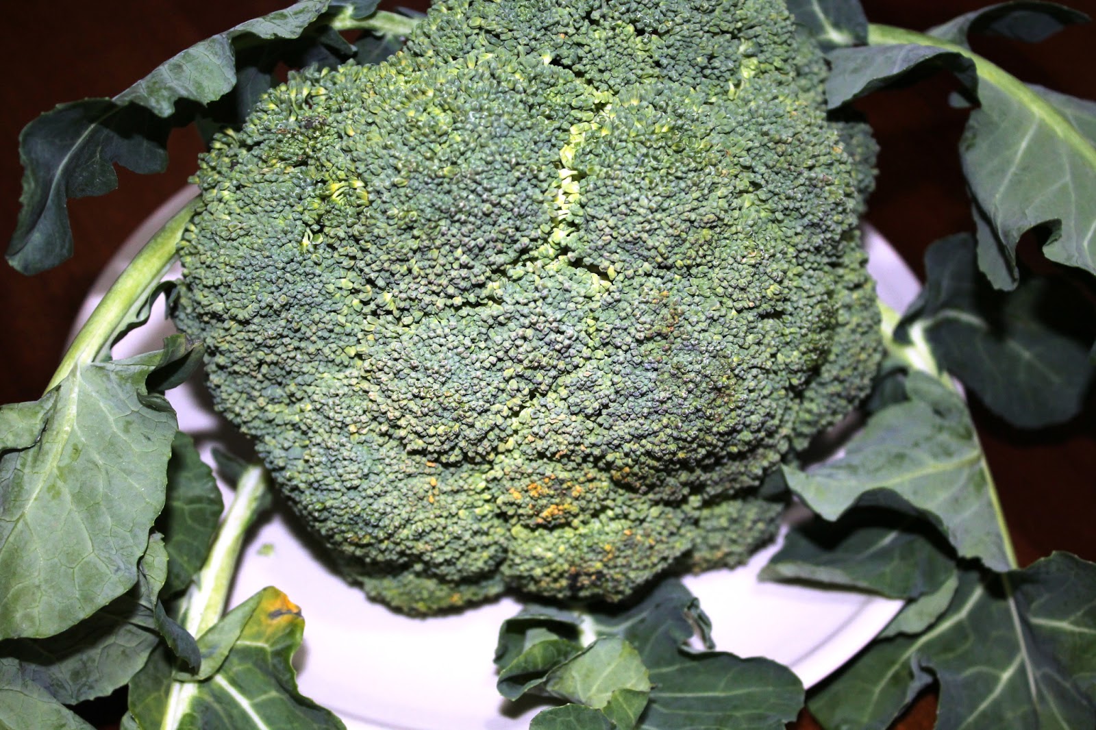 Strascinati con broccoletti | Cognitio Melphicta food