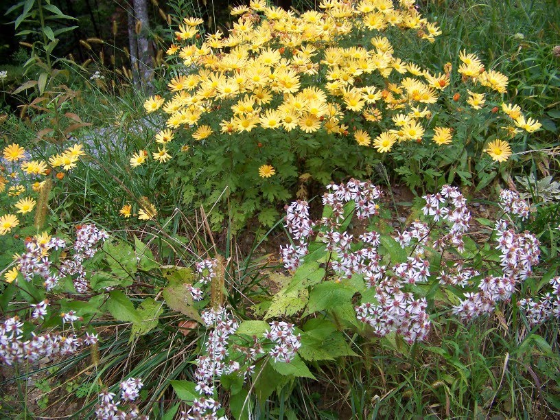 Outside Clyde: Bloom Day Weedflowers