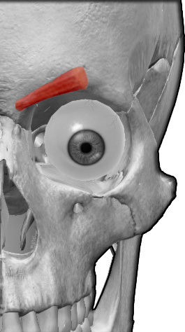 musculo corrugador de la ceja o corrugador superciliar